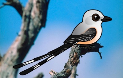 List of Fun Facts About Chickadees by Birdorable