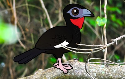 Bonanza Bird #19: Gentoo Penguin