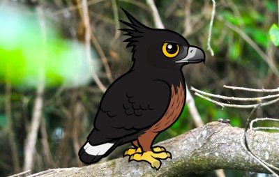 Bald Eagle's Symbolic Role Cemented As National Bird