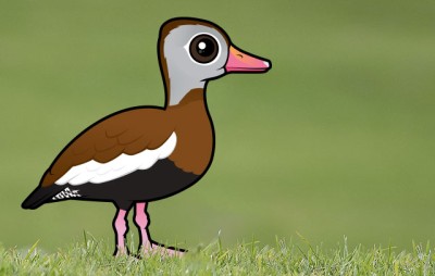 Sudden Surge: Understanding the Phenomenon of Bird Irruptions