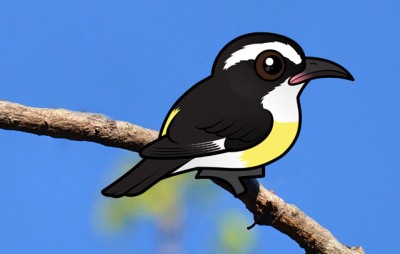 Bonanza Bird #18: The Secretary Bird