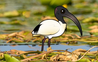 Bonanza Bird #5: The Laughing Kookaburra