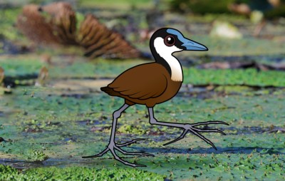 Bonanza Bird #14: Red-shouldered Hawk