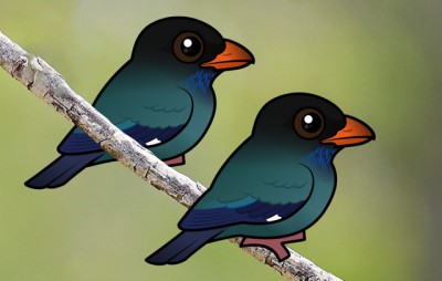 What is a Brood Patch? Why and When Do Birds Have Them?