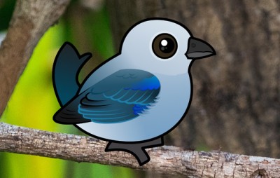 Bonanza Bird #16: Eurasian Jay