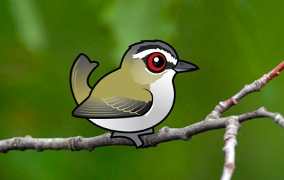 List of Fun Facts About Chickadees by Birdorable