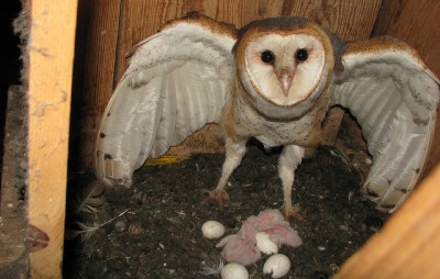 Introducing the Birdorable Peach-faced Lovebird aka Rosy-faced