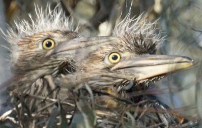See Cute Western Grebe Baby Photos