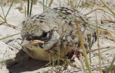 Dark-eyed Juncos: 10 Fun Facts