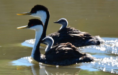 The Immortal Bird?