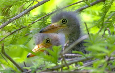 Bird Term: Exploring the Crop – How Birds Store and Process Food