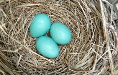 What is a Brood Patch? Why and When Do Birds Have Them?