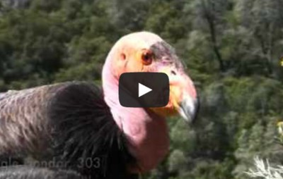 Cute California Condor by Birdorable