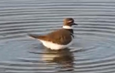 Cute Killdeer by Birdorable