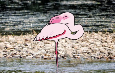Lesser Flamingo - Pink Beauty of Saline Lakes | Birdorable Birds