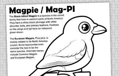 Cute Eurasian Magpie by Birdorable