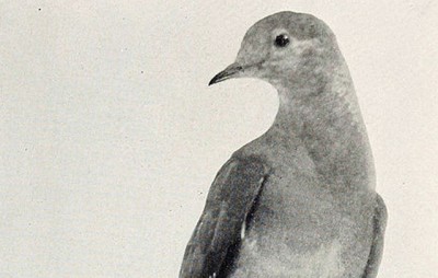 Cute Passenger Pigeon by Birdorable