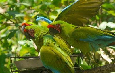 Meet the Great Green Macaw of the Rainforest | Birdorable Birds
