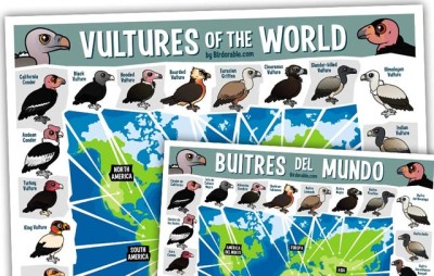 Explore All 23 Vulture Species from Around the Globe | Birdorable