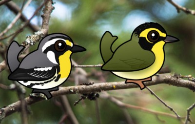 Introducing the Birdorable Kiwi