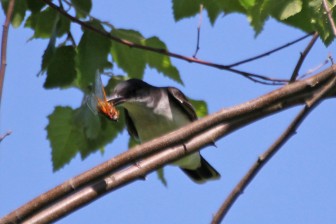 Birds and the Big 2024 Cicada Emergence: A Natural Feast