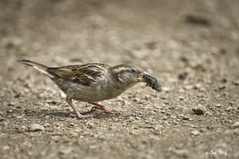 Birds and the Big 2024 Cicada Emergence: A Natural Feast