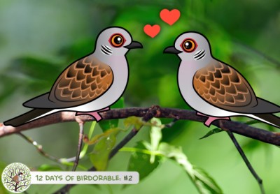 Meet the Cute European Turtle Dove by Birdorable