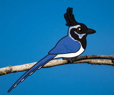 Learn About the Cute Black-throated Magpie-Jay by Birdorable