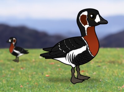 Birdorable's Red-breasted Goose | Striking Old World Waterfowl