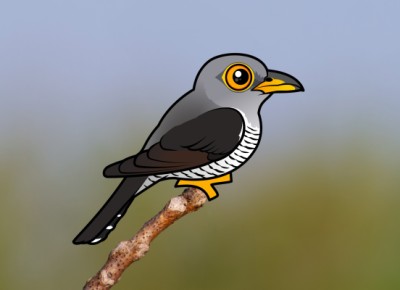 Meet the Famous Common Cuckoo | Birdorable Birds