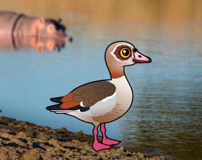 Birdorable Egyptian Goose