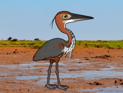 Meet the Mighty Goliath Heron of Africa | Birdorable Birds