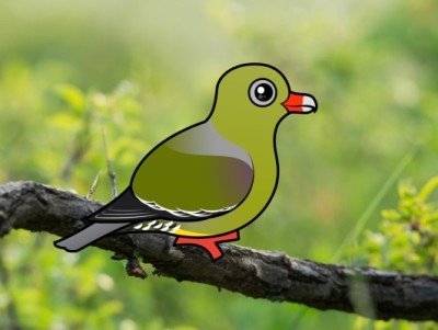Meet the Cute African Green Pigeon by Birdorable