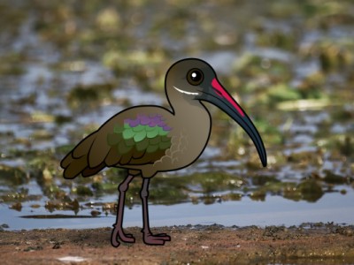 Cute Cartoon Hadada Ibis | Meet the Birdorable