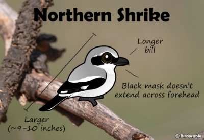 Cute Northern Shrike by Birdorable