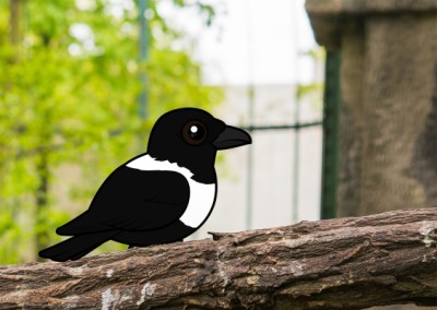 Meet the Intelligent African Pied Crow | Birdorable Birds