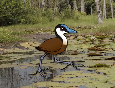 Cute Cartoon African Jacana