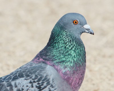 Cute Rock Pigeon by Birdorable