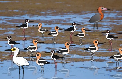 Stilt Species Spotlight: Learn About the World's 6 Stilts