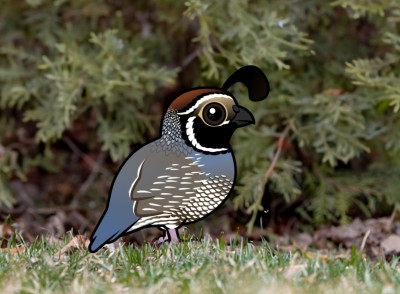 Meet the Cute & Charming California Quail | Birdorable Birds