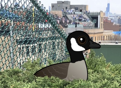 Cute Canada Goose by Birdorable