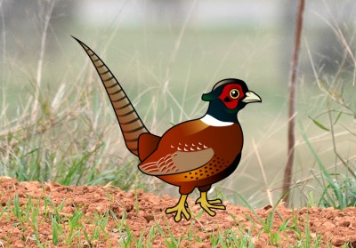 Cute Common Pheasant by Birdorable