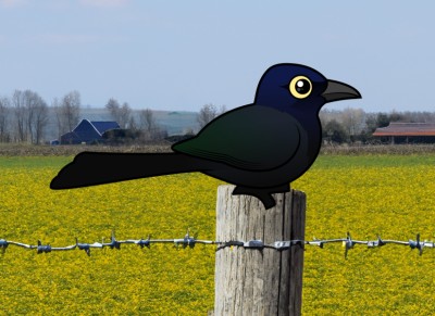 Meet the Cute Great-tailed Grackle by Birdorable