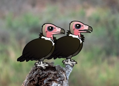 Learn About Flamingos