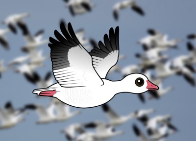 Dark-eyed Juncos: 10 Fun Facts