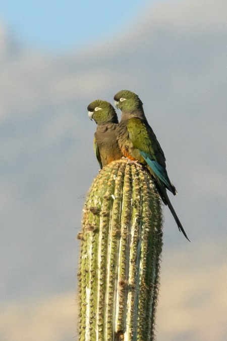 Exploring the Underground Habitats of Burrowing Parakeets