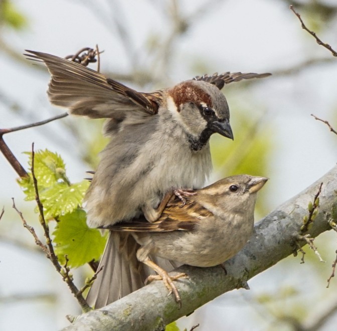 Cloaca in Birds: Purpose and Function - Birdorable Blog