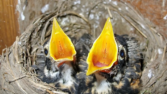 Birdorable Blog - Bird News, New Species & Fun Stuff