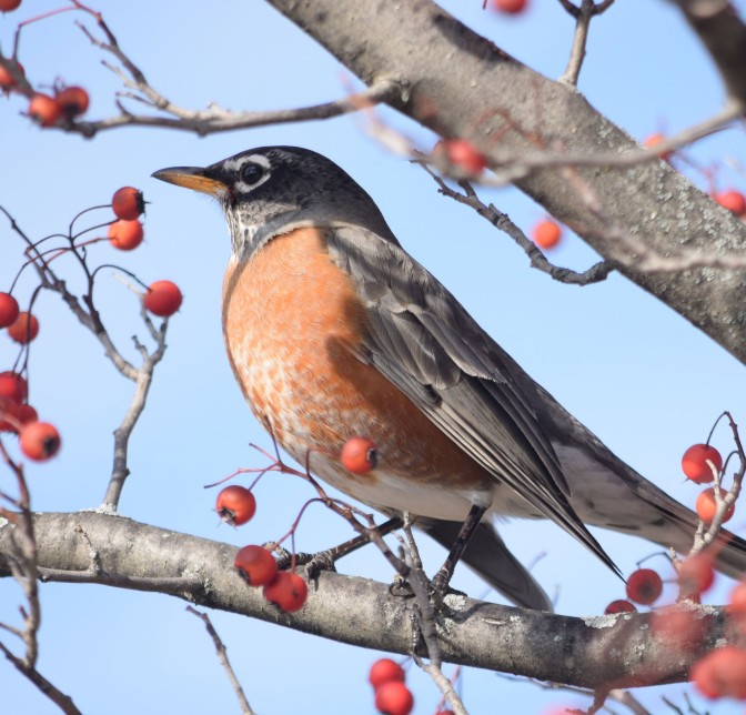 Birdorable Blog - Bird News, New Species & Fun Stuff