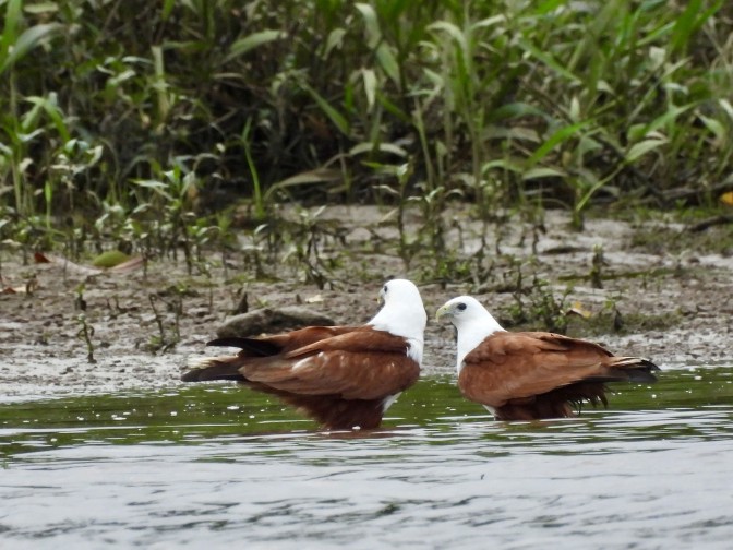 Birdorable Bird Soaring High: Meet the Beautiful Brahminy Kite